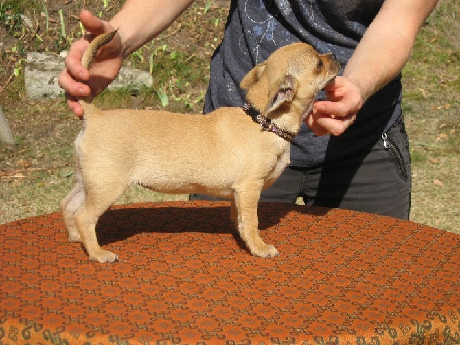 Accueil - Elevage Del Empeine - eleveur de chiens Chihuahua